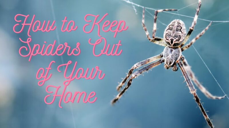 Spider Pest Control Tips | November Sunflower