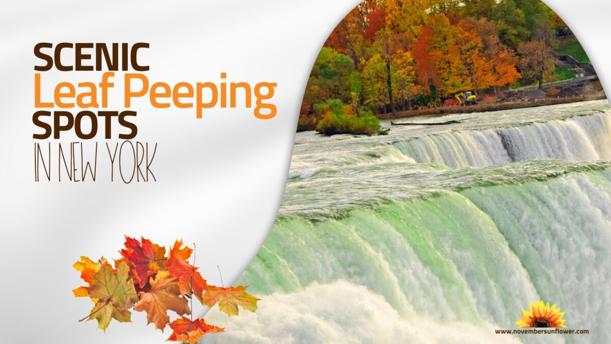 New York Fall Foliage Viewing | November Sunflower